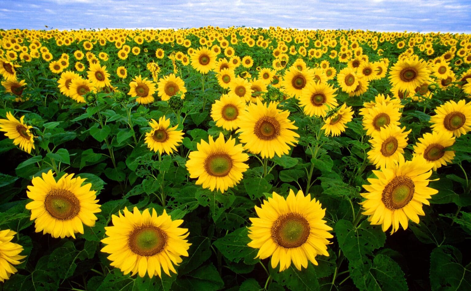 14 of the Best Sunflower Farms in NJ (2025 Updated List) | New Jersey ...