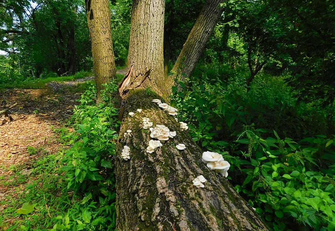 Petty's Island - An Oasis in the Delaware River - New Jersey Digest