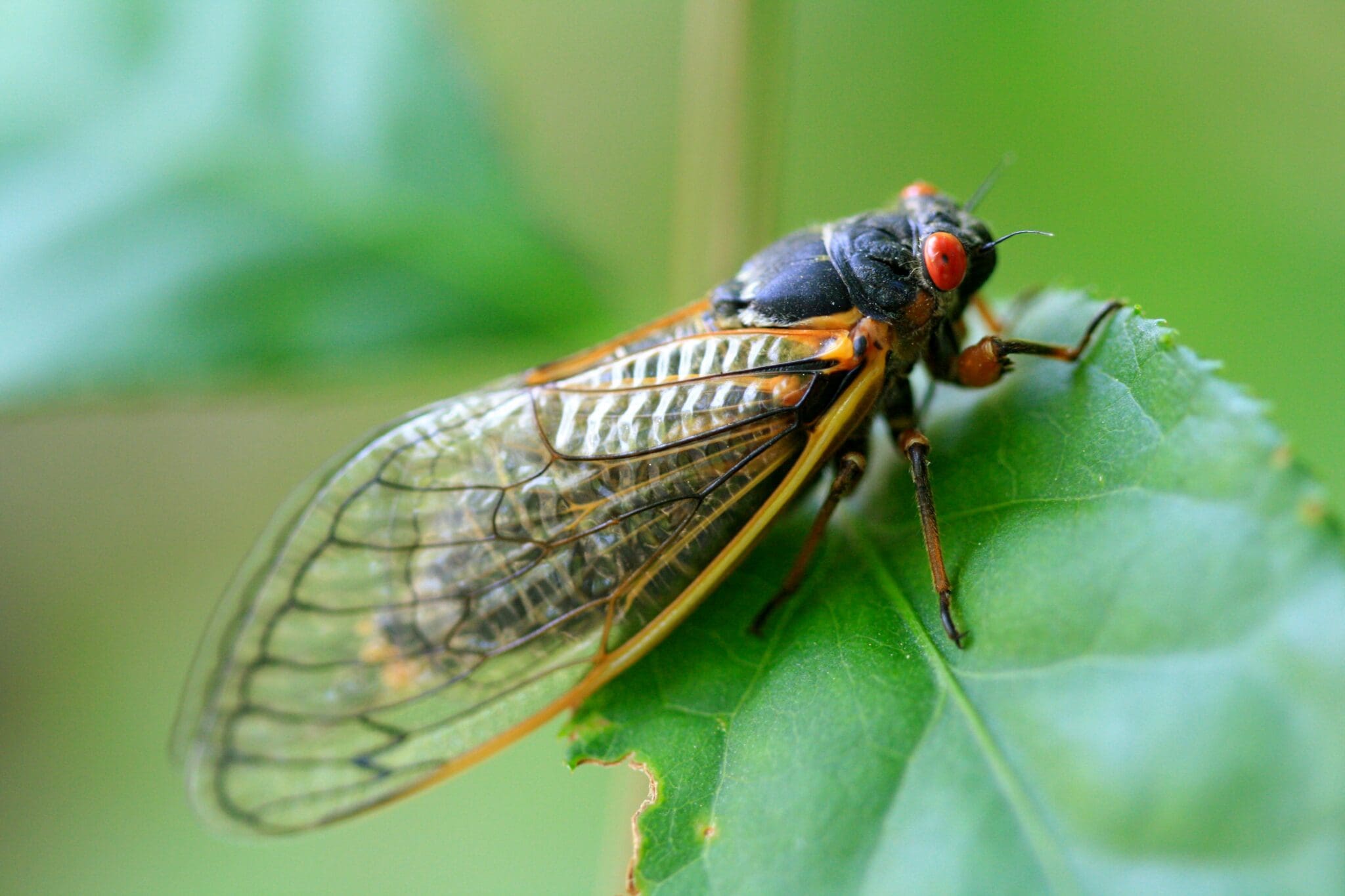 Periodical Cicadas to Emerge in New Jersey This Spring - New Jersey Digest