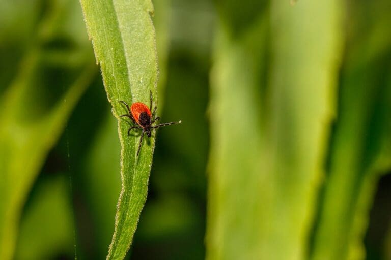 Tick Bites Spike in NJ: Could They Be Causing Meat Allergies? - New ...