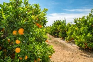 Is This the End of Florida Oranges? The 2025 Citrus Crisis Deepens ...