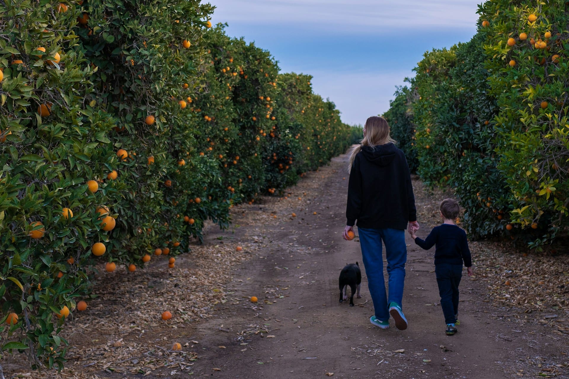 Is This the End of Florida Oranges? The 2025 Citrus Crisis Deepens ...