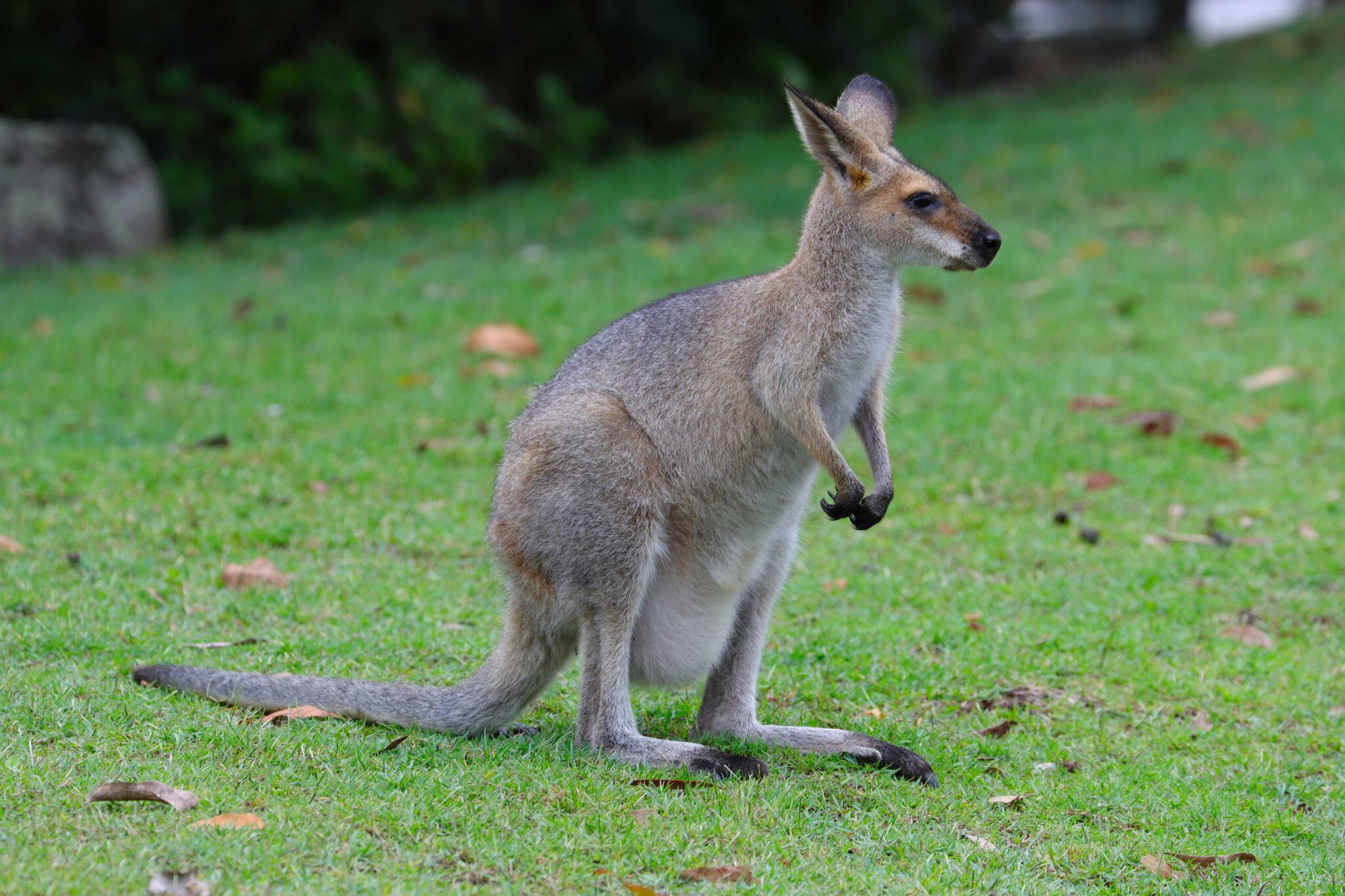 Wallaby on the Loose in New Jersey After Escaping Animal Farm in ...
