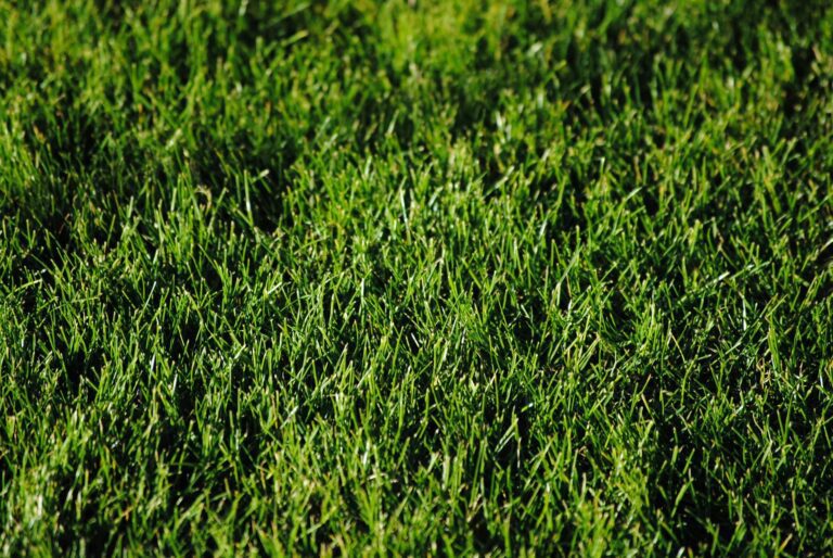 New Jersey Has a New Invasive Species Problem. This One Jumps. - New ...
